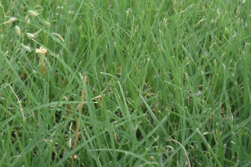 Density – Mata-Turf