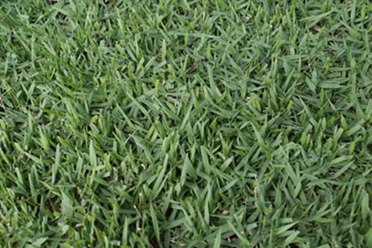 Zoysia – Mata-Turf