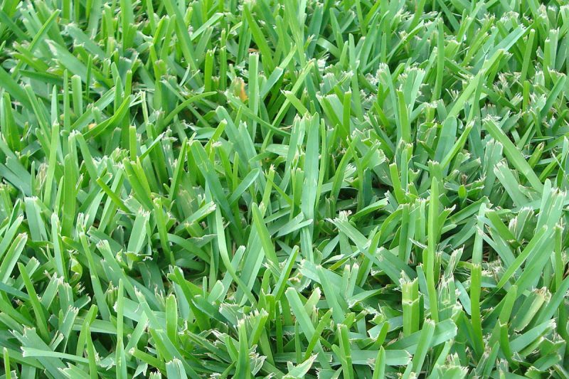 Floratam – Mata-Turf